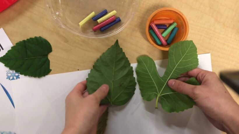 Create Your Own Leaf Rubbing Book (Printable Pages)